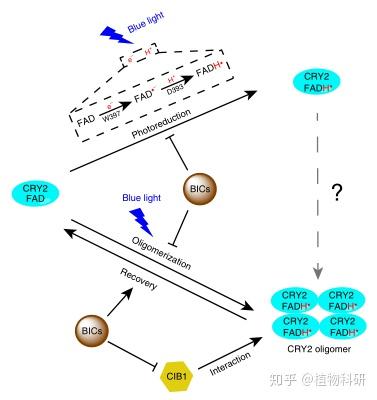 Nature plant |华中农大和南方科技大学揭示蓝光受体CRY2激活的分子机制 - 知乎