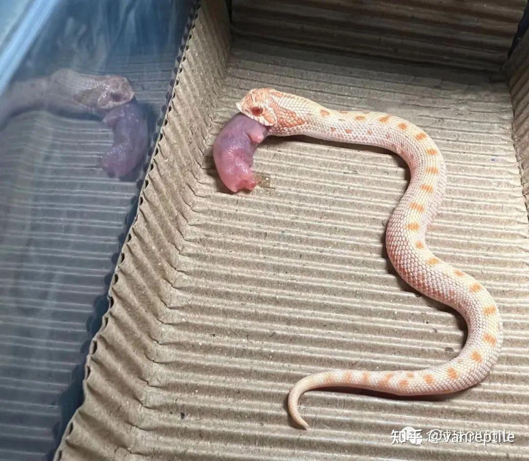 西部猪鼻蛇开食大法！ 知乎