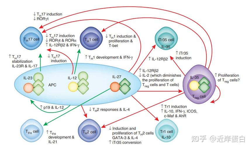 关于IL-23：了解其在自身免疫性疾病中的经典靶点作用 - 知乎