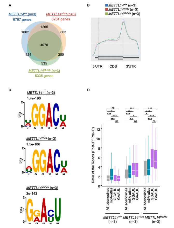 Cell Reports | 揭开METTL14在介导m6A修饰中的神秘面纱 - 知乎