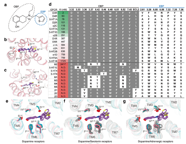 Cell Research | 徐华强团队合作揭示多巴胺受体系统介导药物分子多重药理学活性的结构基础 - 知乎
