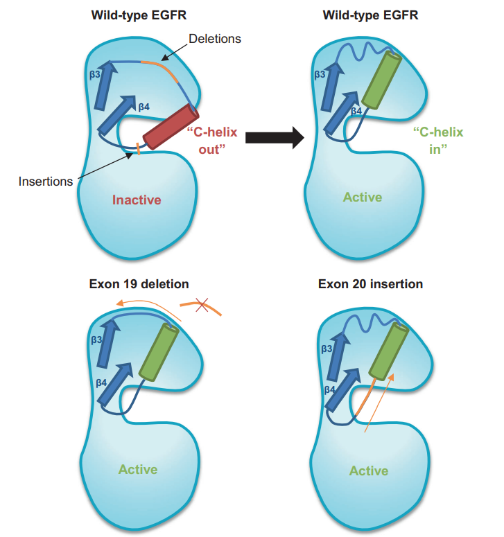 同源康医药EGFR/HER2 抑制剂 TY-4028获得FDA默示许可 - 知乎