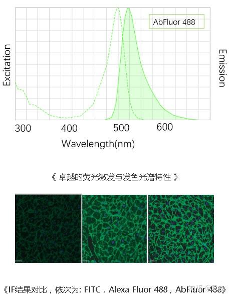 AbFluor 488荧光偶联标记试剂盒，稳定性良好 - 知乎