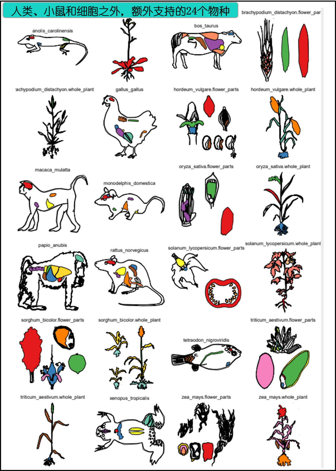 跟着Nature学作图 | 组织器官解剖图 - 知乎