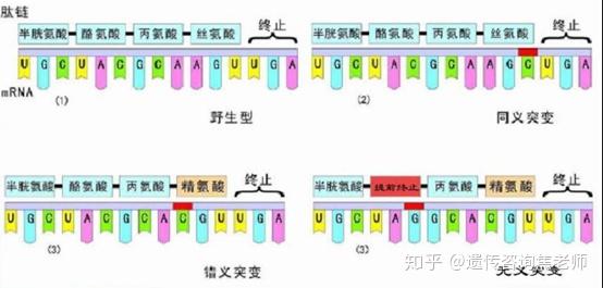 珍藏“私房”笔记∣史上最全遗传学笔记 - 知乎