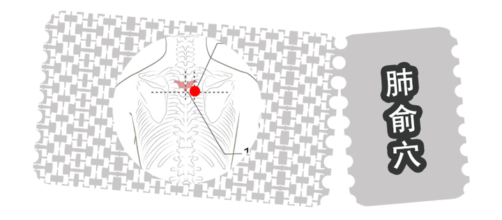 【中医穴位百科 361 讲】第 016 讲：肺俞穴 | 精准定位 + 安全手法 + 日常养护指南 - 知乎