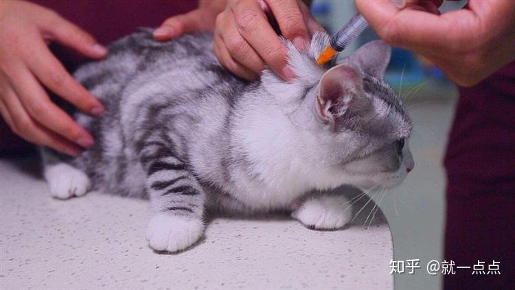 小猫3~6个月是发育关键期，养好了，猫咪长得更健康 - 知乎