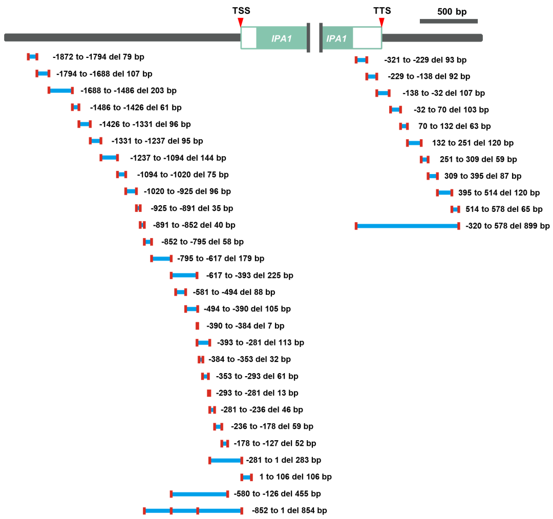 转录因子IPA1，次次都能发顶刊是怎么做到的？ - 知乎