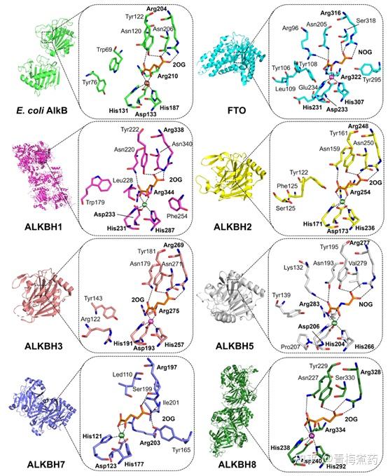药物发现│抑制AlkB核酸脱甲基酶：表观遗传新靶点 - 知乎