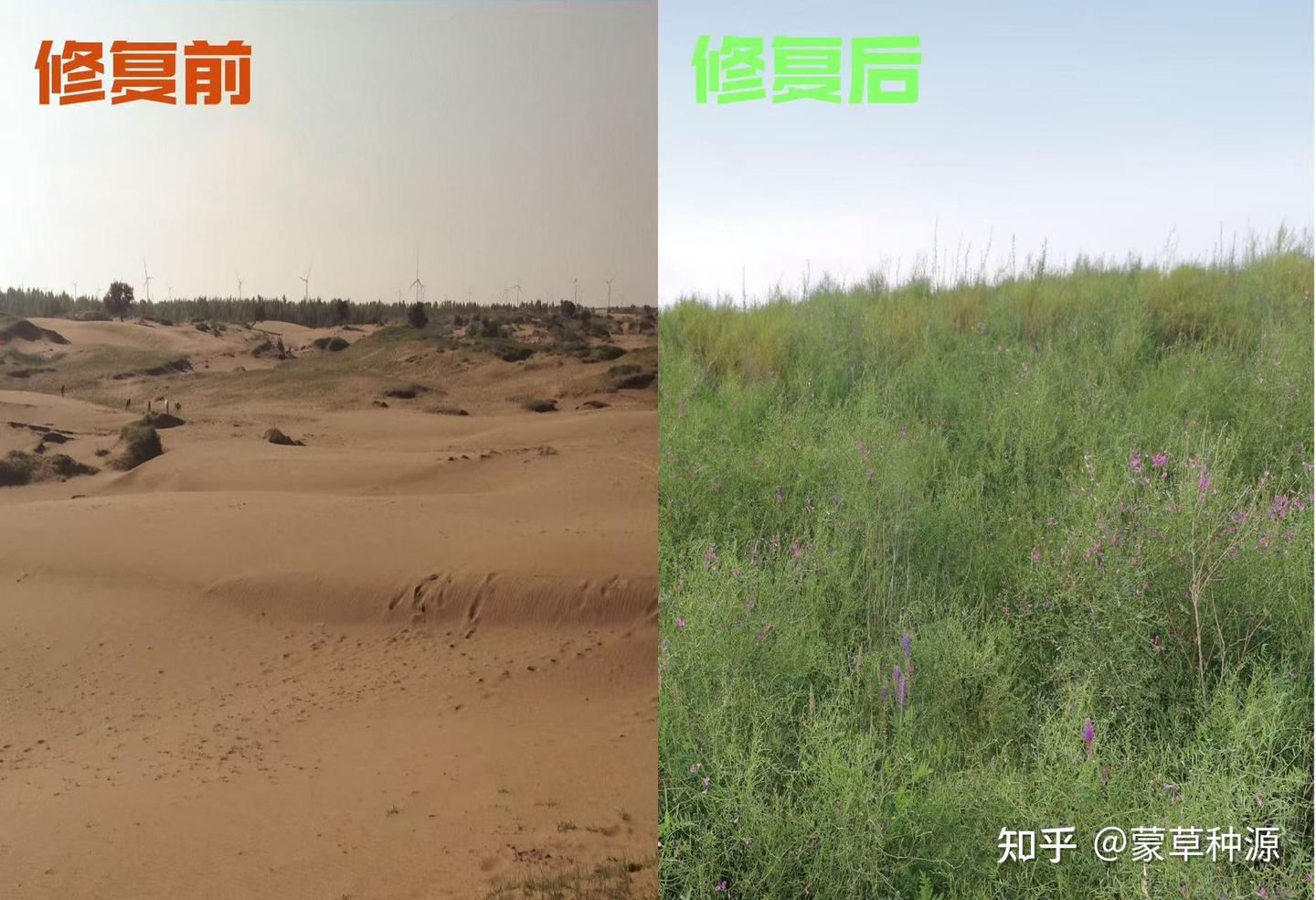 绝了！蒙草居然把科尔沁沙地 “改造成” 生态宝库🌱 - 知乎