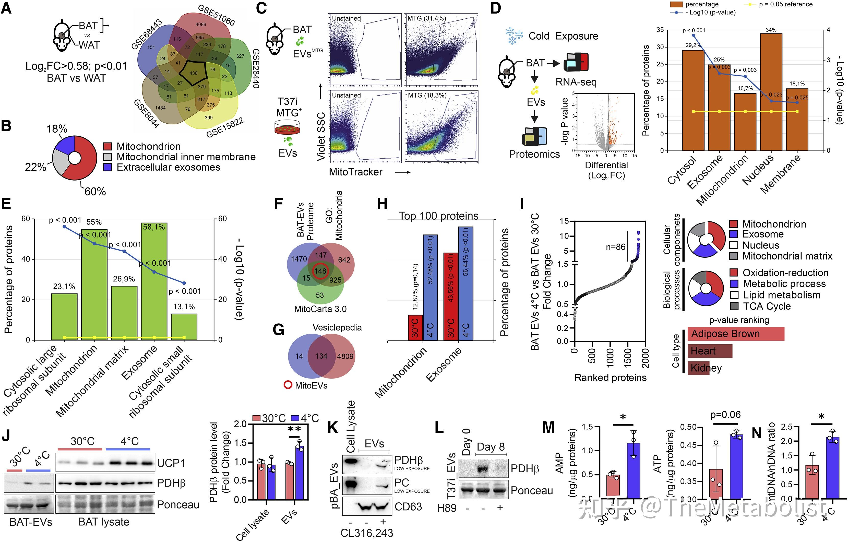 代谢学人--Cell Metabolism：巨噬细胞：棕色脂肪中的防“抑”先锋 - 知乎