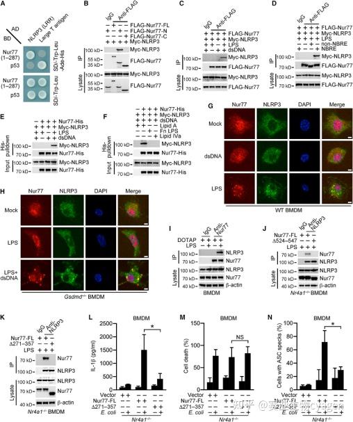 Immunity（IF=43）：北大夏朋延等团队解析孤儿受体Nur77如何激活非经典NLRP3炎症小体 - 知乎