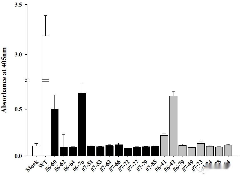 【Hortic Res】CRISPR/Cas9介导的基因编辑赋予大白菜对芜菁花叶病毒（TuMV）的抗性 - 知乎