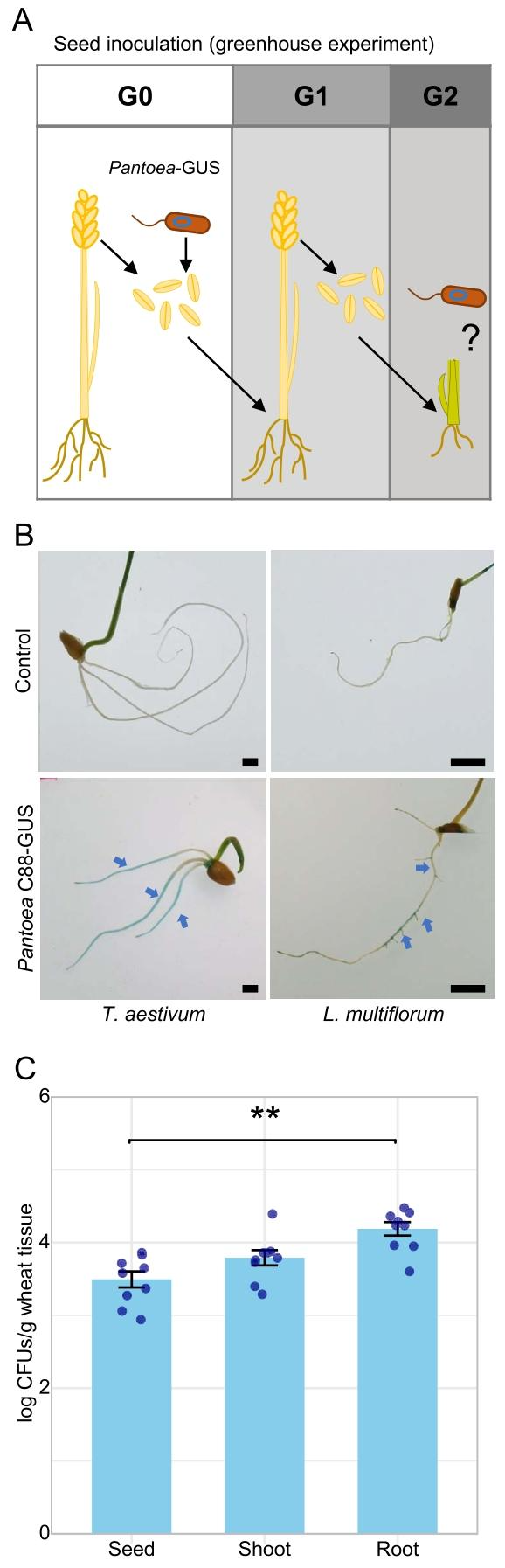 ISME｜禾本科种子核心内生菌泛菌属的垂直传播证据 - 知乎