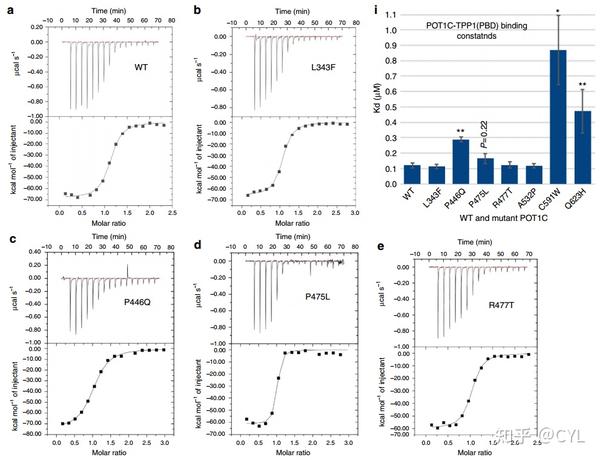 【文献翻译】人POT1-TPP1端粒复合体的结构和功能分析 - 知乎