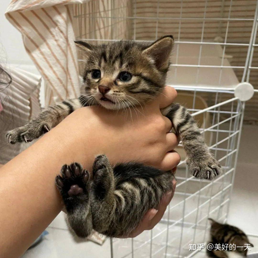 养“狸花猫”一年，发现了这10个神奇的现象！ - 知乎