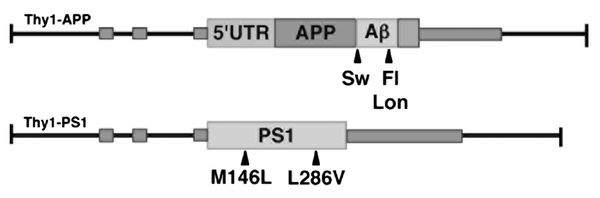 5xFAD小鼠|AD模型 - 知乎