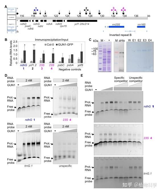 德国Tatjana Kleine团队揭示GUN1蛋白调控质体RNA成熟的新机制 - 知乎
