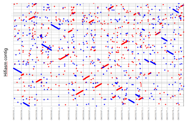 T2T组装2.0——基于hifiasm的快速组装 - 知乎