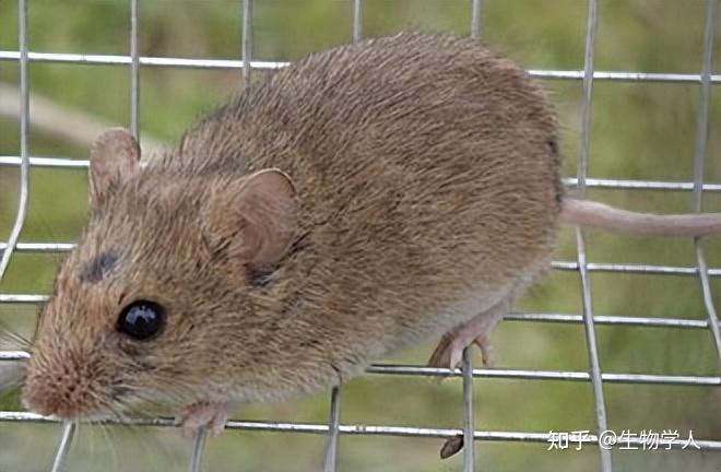 啮齿类动物是什么样的？ - 知乎