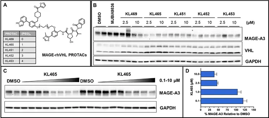 DEL Insight | DEL助力发现E3连接酶衔接体蛋白MAGE-A3配体和PROTAC - 知乎