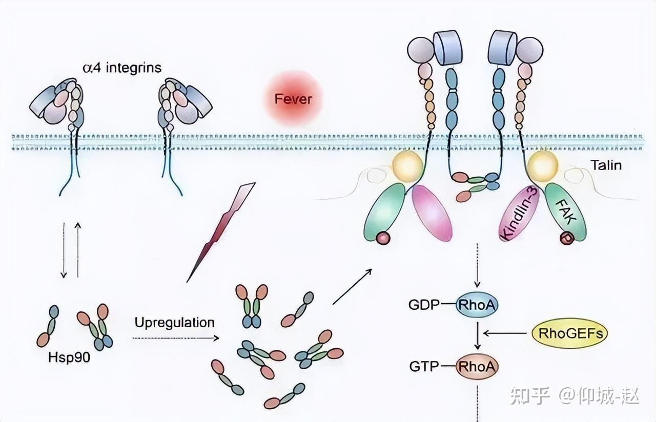 热休克蛋白（HeatProteProteins） - 知乎