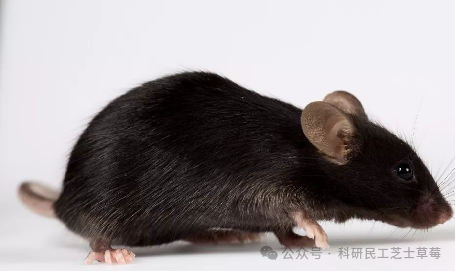 你是否知道CKO鼠是什么呢？（文献中常见的TG mice,KO mice,CKO mice是什么意思 ？） - 知乎