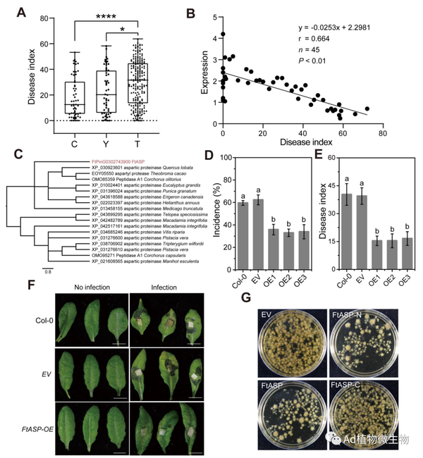Plant Cell | 中国农科院研究揭示立枯丝核菌毒力和苦荞抗性的分子机制！ - 知乎