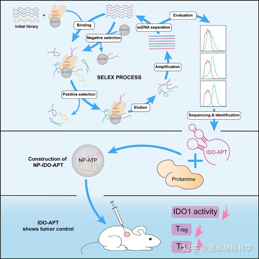 iScience︱北京大学尹玉新团队报道具有抗肿瘤作用的IDO1特异性核酸适配体 - 知乎