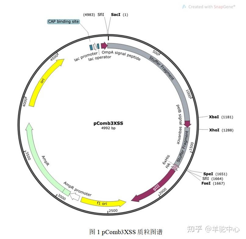 噬菌体展示载体 - 知乎