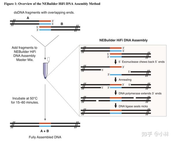 Gibson assembly/Gibson组装的具体实验步骤 - 知乎