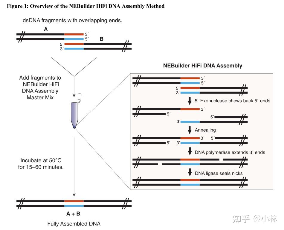 Gibson assembly/Gibson组装的具体实验步骤 - 知乎