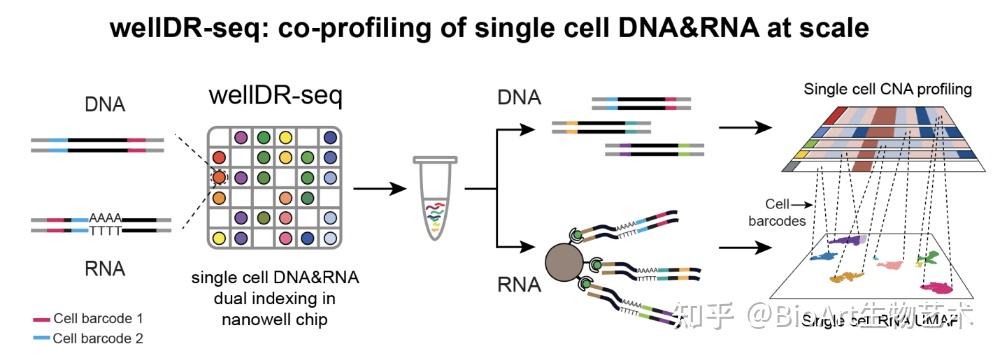 Cell | 王开乐/叶睿等开发高通量单细胞DNA&RNA共测序技术揭示乳腺癌起源与进展 - 知乎