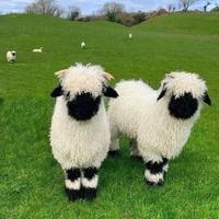 【R语言】proc & ggroc绘制ROC曲线，找最佳cut-off - 知乎