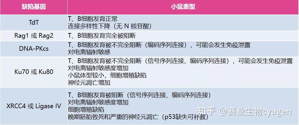 Prkdc基因及其在NHEJ中的作用 - 知乎