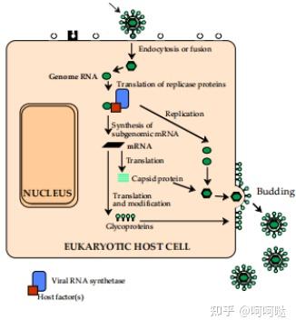 病毒复制过程（二）RNA病毒 - 知乎