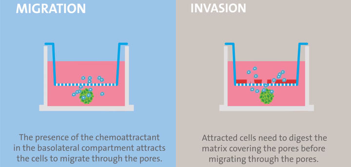 Transwell实验——原理、步骤、注意事项、示例图 - 知乎