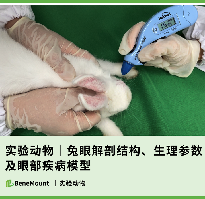 实验动物｜兔眼解剖结构、生理参数及眼部疾病模型 - 知乎