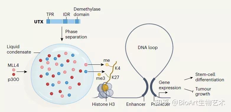 Nature | 江浩团队揭示H3K27去甲基酶UTX通过相分离发挥抑癌作用的新机理 - 知乎
