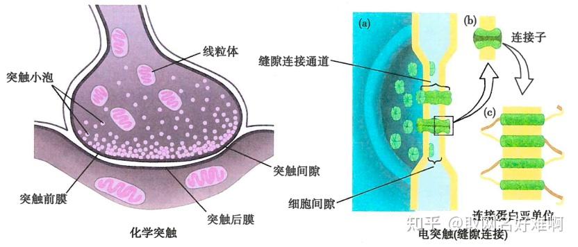学习笔记｜神经系统解剖学1-总论 - 知乎