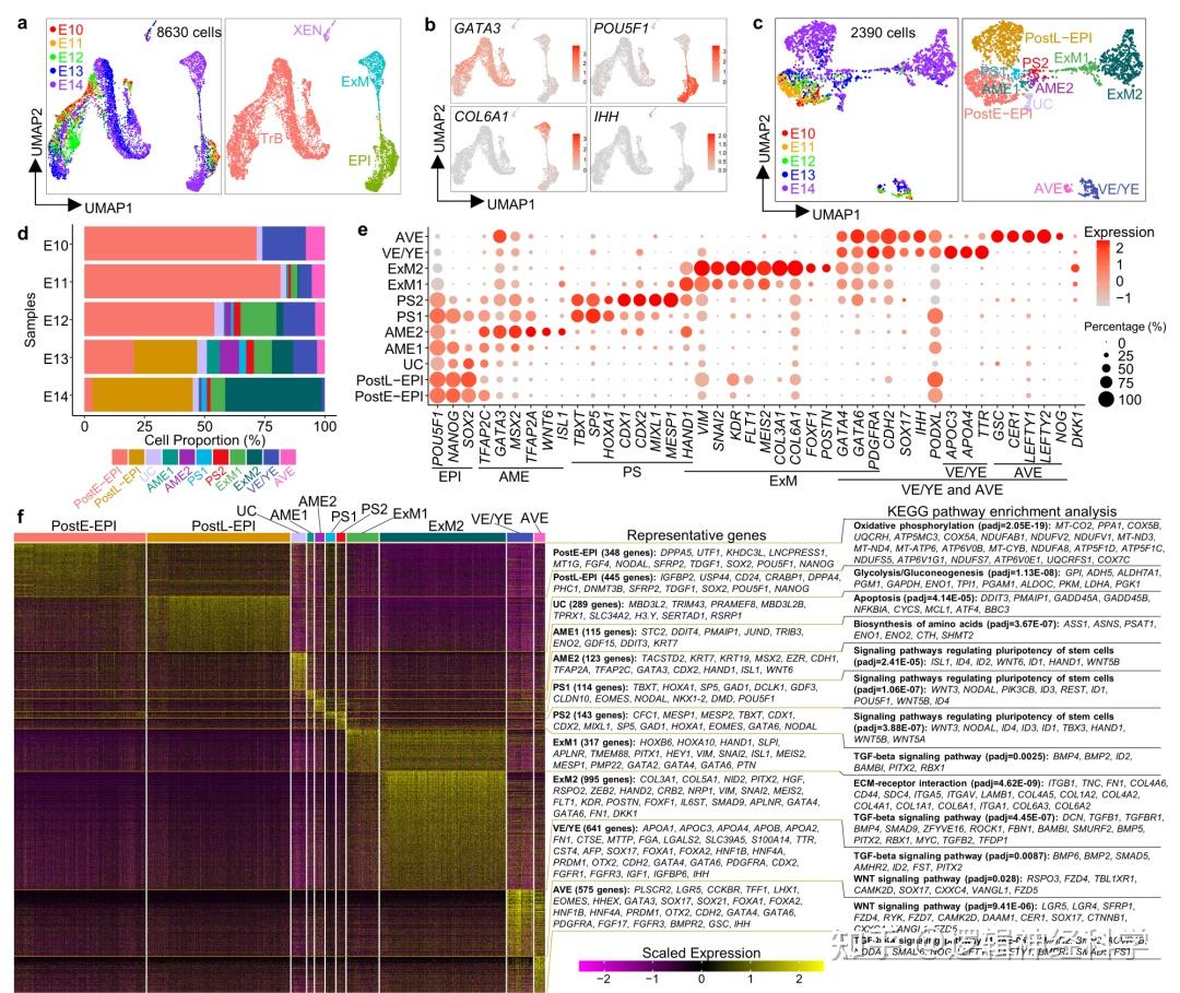 Cell Research | 昆明理工大学李天晴/艾宗勇/季维智合作在人着床胚胎模型构建以及着床期胚胎发育机制的解析上取得重要进展 - 知乎