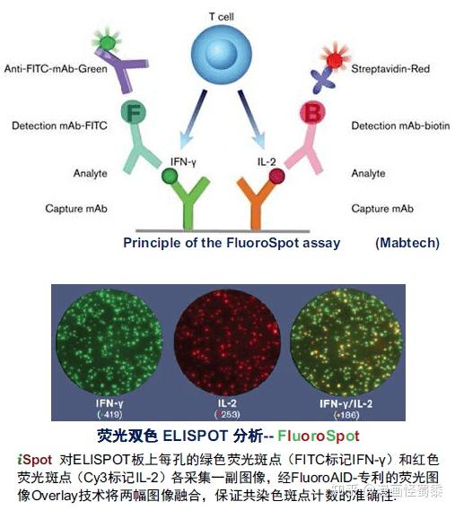ELISPOT酶联免疫斑点技术 - 知乎