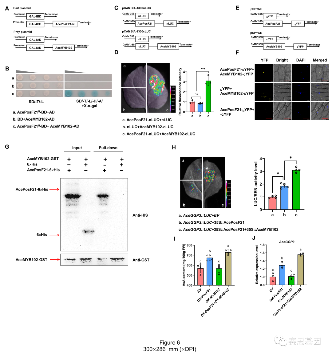 【Plant Physiol】猕猴桃bZIP转录因子AcePosF21在冷胁迫下诱导抗坏血酸生物合成 - 知乎