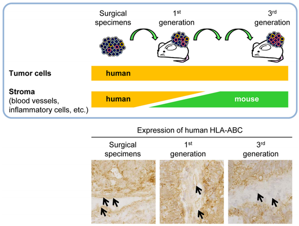 关于PDX模型你想知道的一切 - 知乎