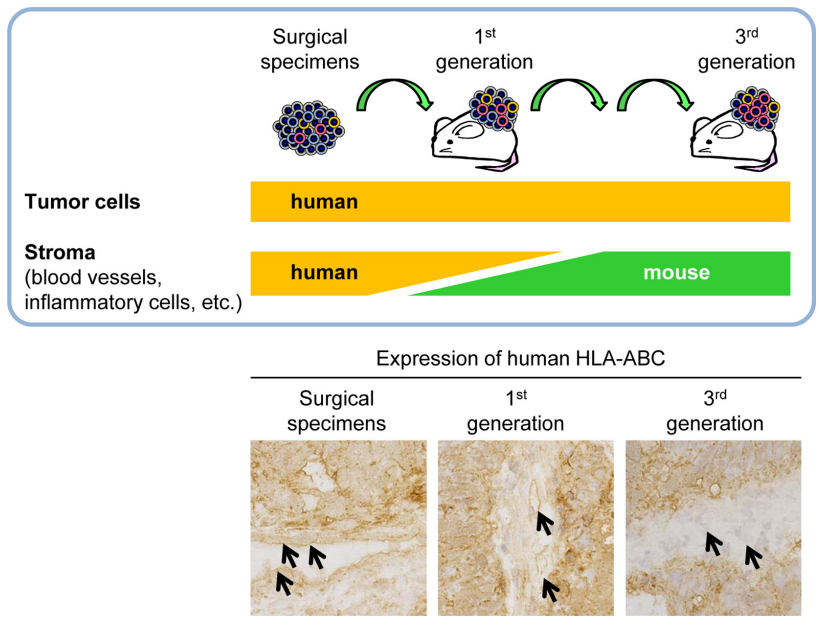 关于PDX模型的一些基础知识 - 知乎