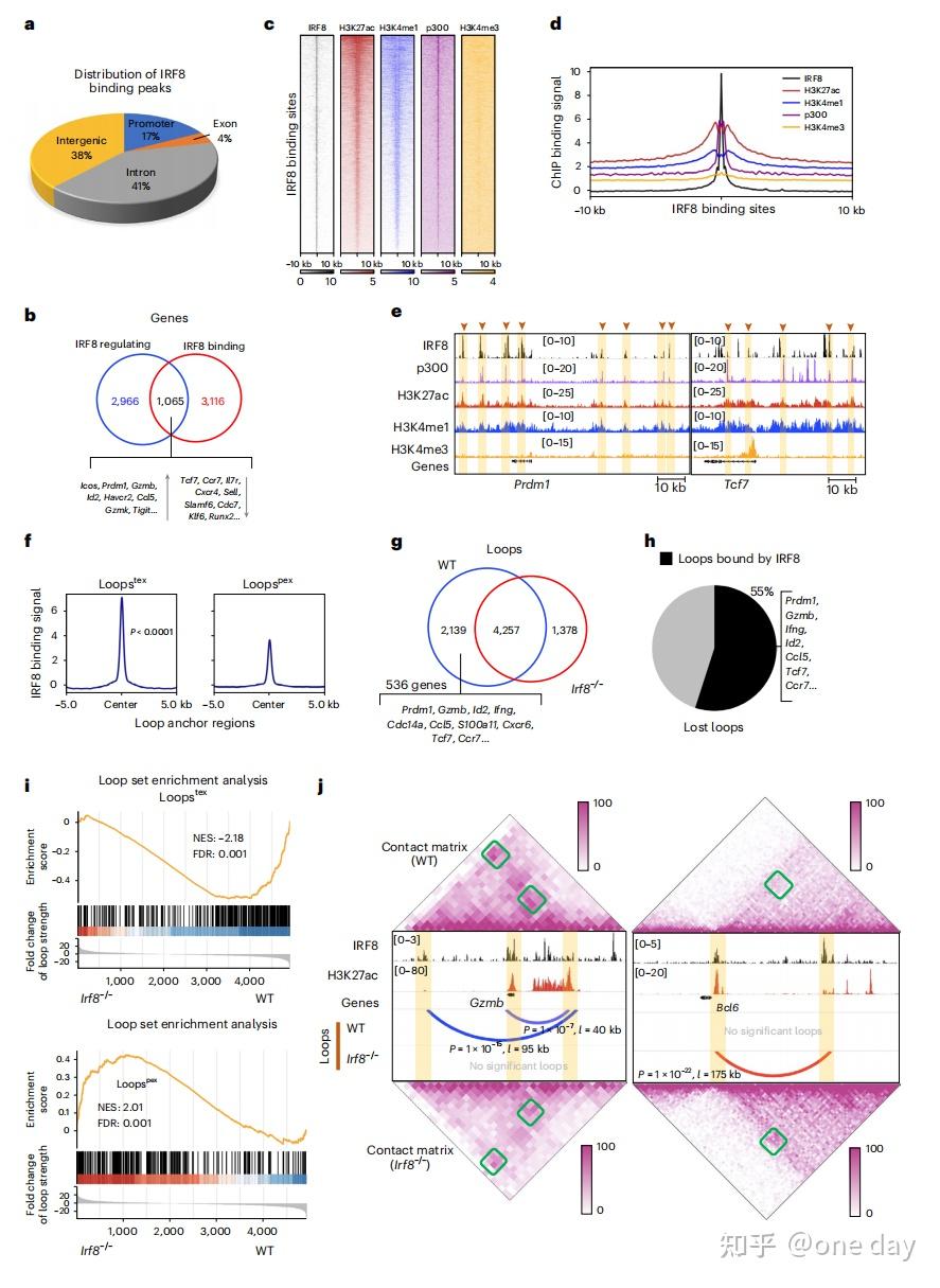 免疫肿瘤3D基因组｜染色质空间重构驱动CD8⁺ T细胞耗竭 - 知乎