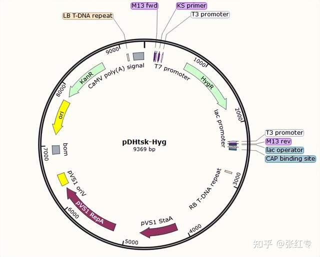 pDHtsk-Hyg 丝状真菌表达质粒 - 知乎