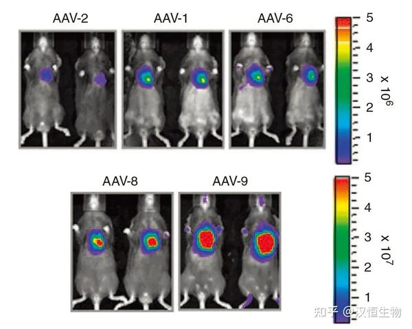 【心血管干货篇】AAV在心血管疾病研究中的靶向策略 - 知乎