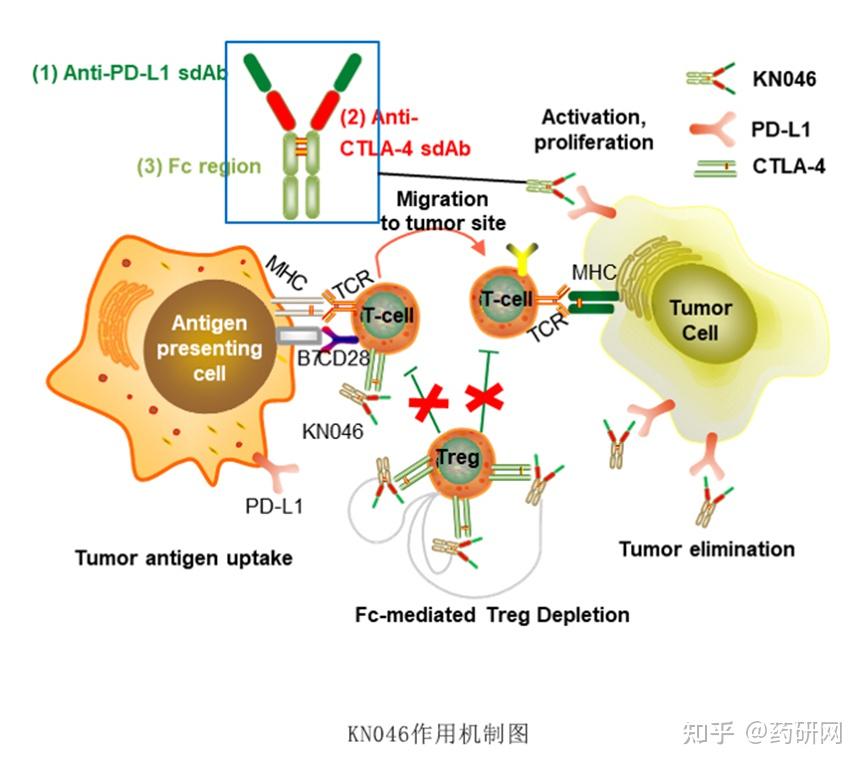 国内PD-1/CTLA-4抗体技术及最新数据汇总 - 知乎