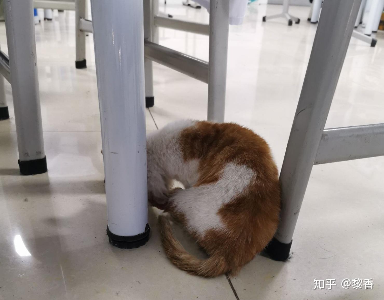 我的不必要的善良害死了一只猫 知乎